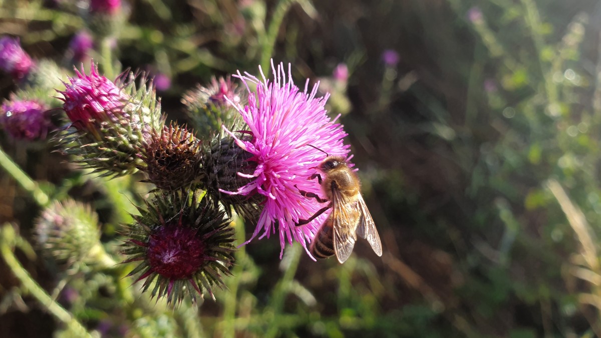 Gambar : European marsh thistle, tanaman berbunga, Spear thistle ...