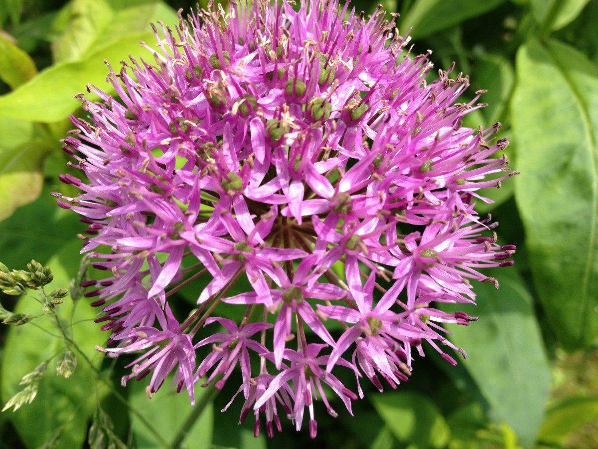 Free Images : nature, blossom, stem, flower, bloom, floral, spring ...