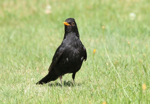 Free Images : nature, male, beak, fauna, songbird, animals, vertebrate ...