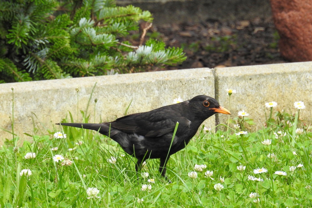 Free Images : wildlife, beak, black, fauna, vertebrate, blackbird male ...