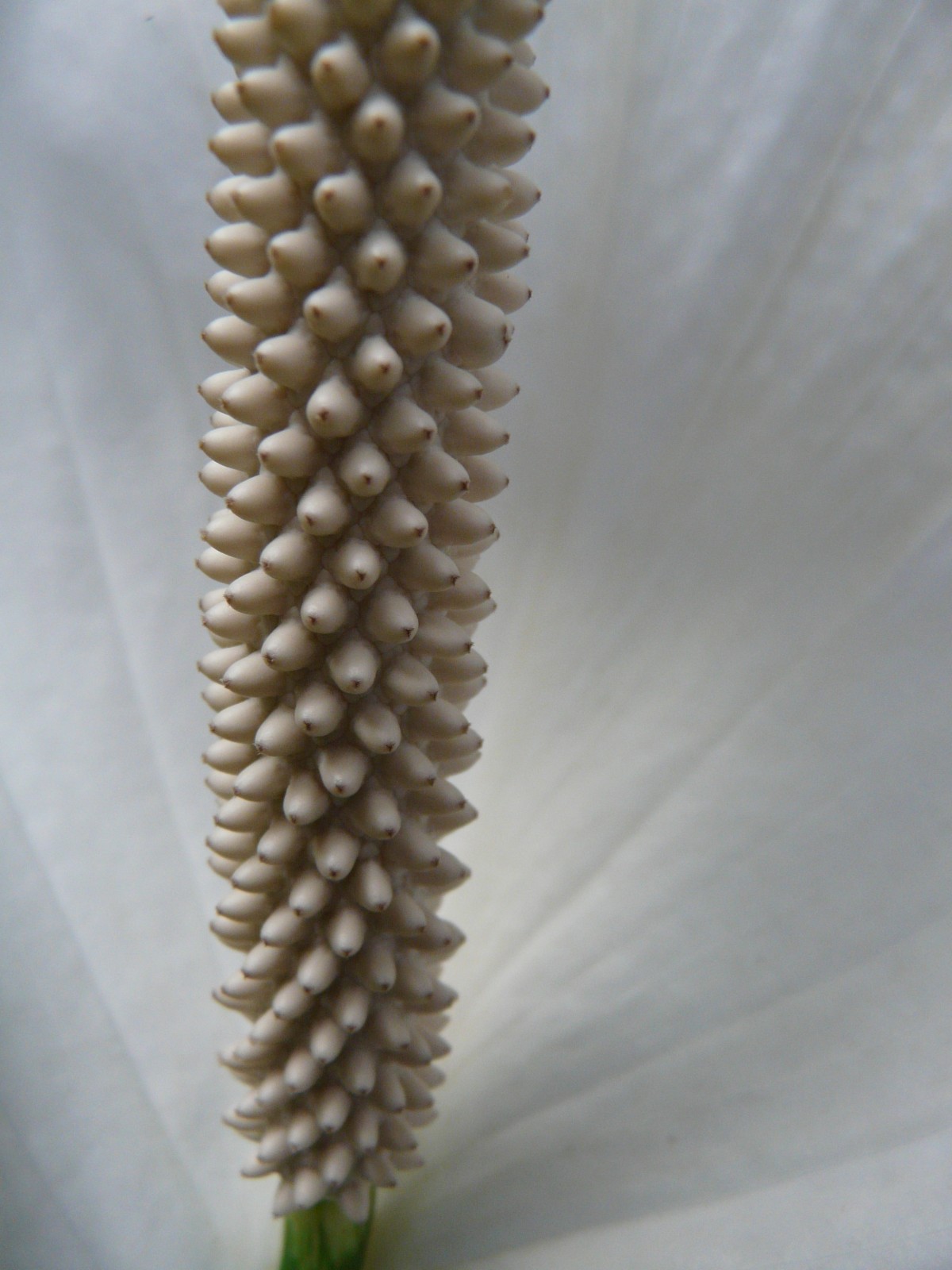 Kostenlose foto : blühen, Pflanze, Weiß, Planke, Spiral-, Blume ...