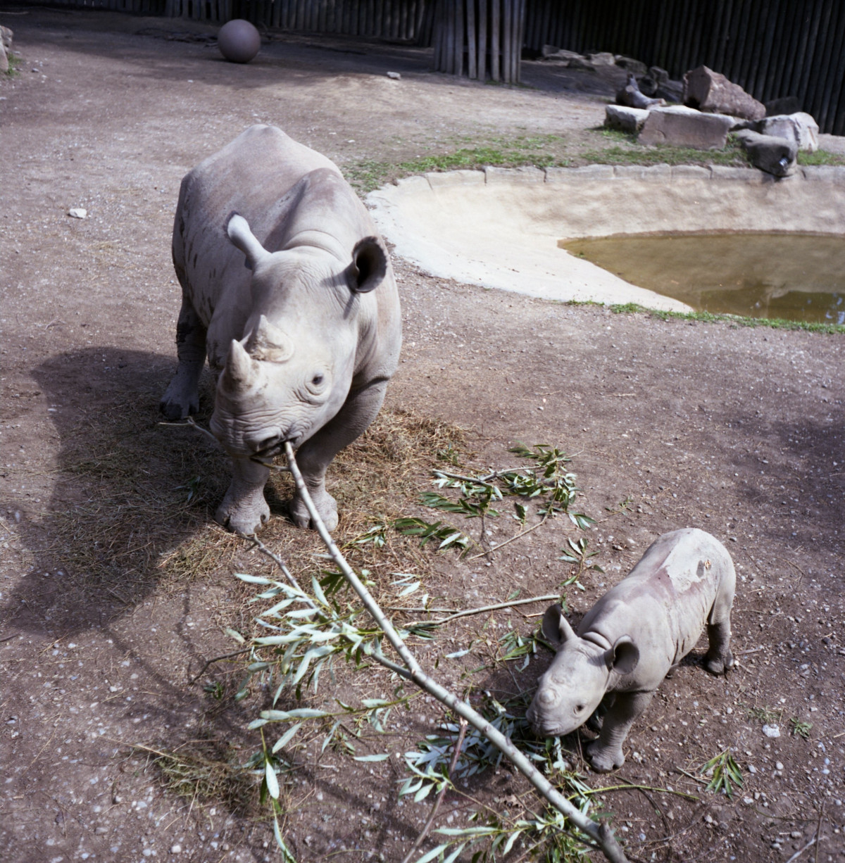 Free Images : puppy, animal, wildlife, wild, vertebrate, hippopotamus ...