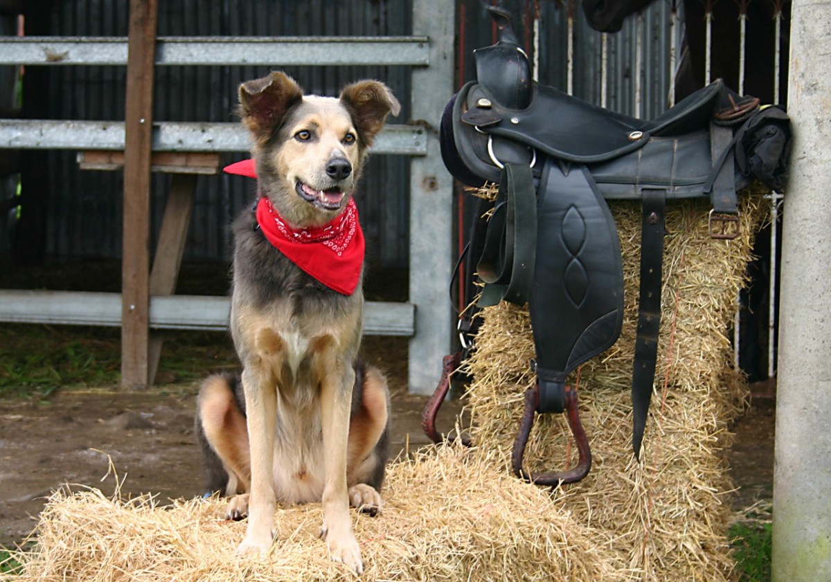 Free Images : hay, farm, country, ranch, saddle, western, dog walking ...
