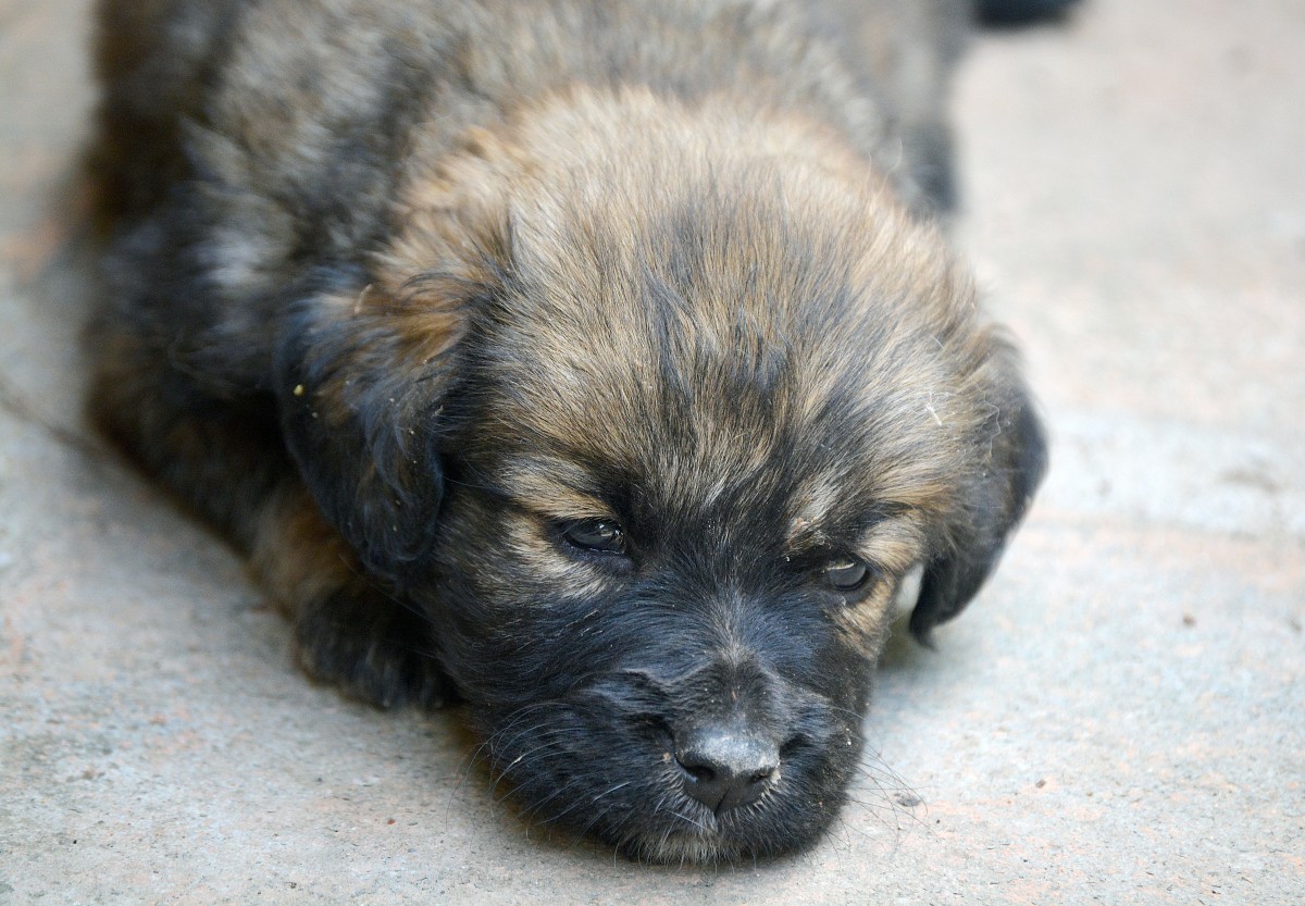 Bakgrundsbilder : valp, mops, djur, ryggradsdjur, gatuhund, hund ...