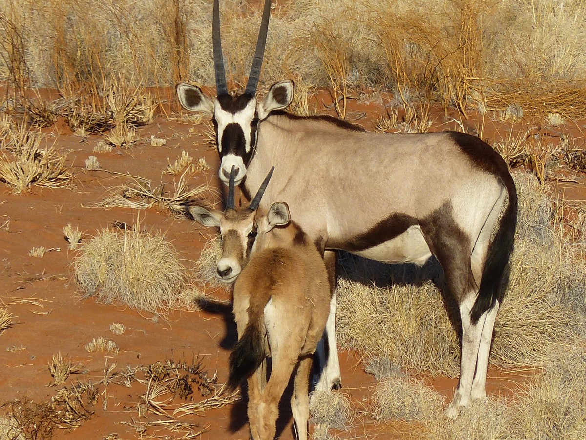 Fotos gratis : fauna silvestre, salvaje, cuerno, manada, mamífero ...