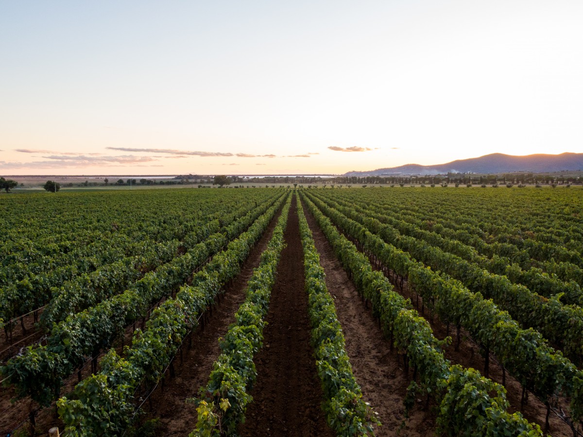 Free Images : agriculture, field, cash crop, plantation, farm, sky ...