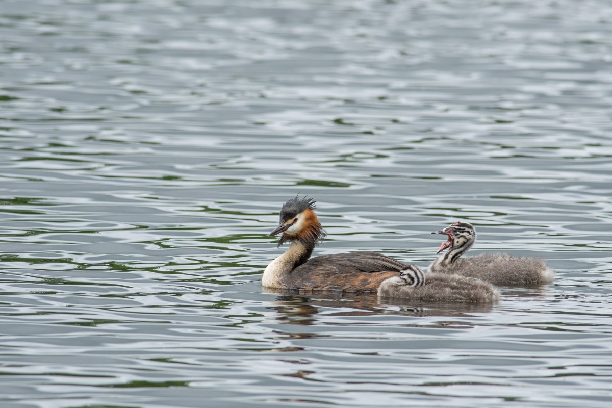 Free Images : nature, wing, lake, pond, wildlife, young, spring, beak ...