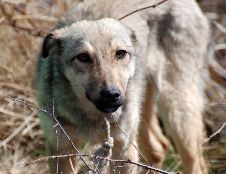 Free Images : pets, dogs, animals, vertebrate, dog breed, korean jindo ...