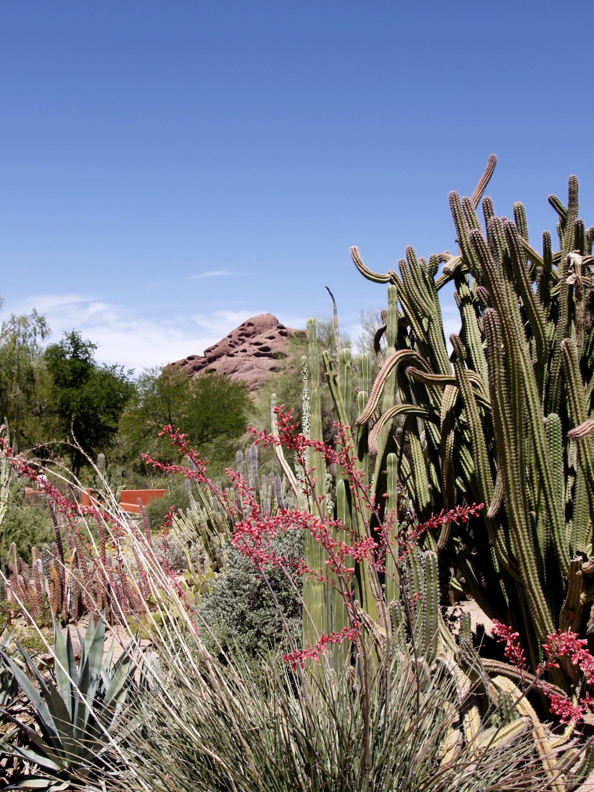 Grass And Cactus Landscape