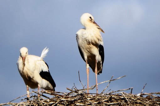 Kostenlose foto : Vogel, Tierwelt, Schnabel, Baby, Fauna, Storch, Vögel ...