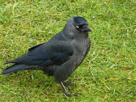 Free Images : wildlife, beak, fauna, vertebrate, blackbird, perching ...